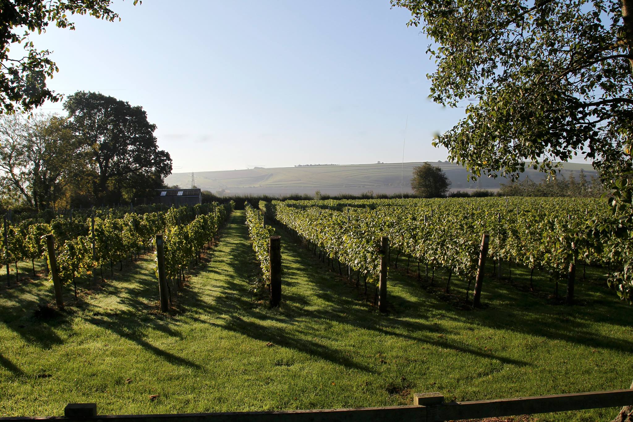 1009262_550274781716073_79569910_o – Southcott Vineyard